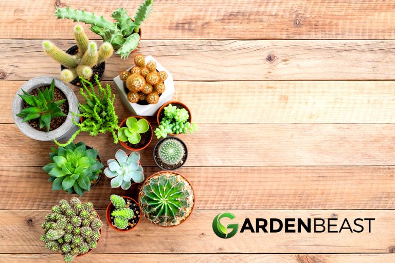 Top 10 Rare & Unusual Looking Succulents & Cacti: Complete Guide