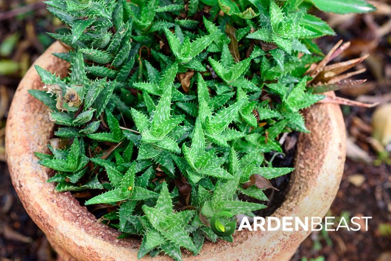 Aloe Juvenna Guide: How to Grow & Care for “Tiger Tooth Aloe”