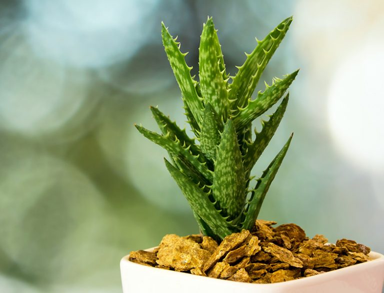 Aloe Juvenna Guide: How to Grow & Care for “Tiger Tooth Aloe”