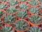 Aloe Pepe Guide: How to Care for "Aloe Descoingsii x Haworthioides"