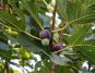 Common Fig Guide: How to Grow & Care for “Ficus Carica”