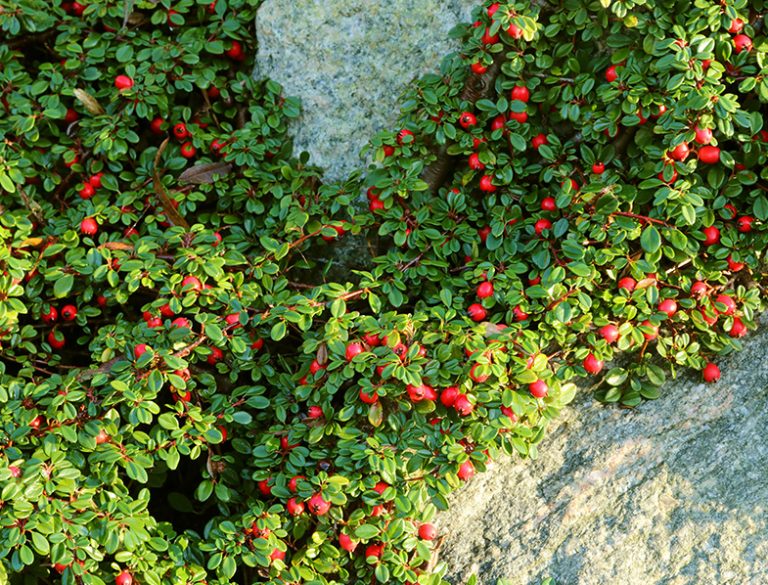 Cotoneaster Guide: How to Grow & Care for These Evergreen Shrubs