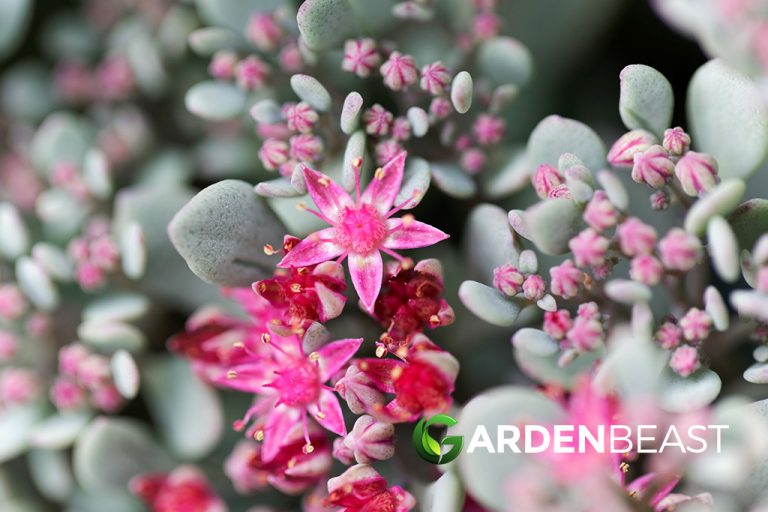 Sedum Sieboldii Guide How To Grow Care For October Daphne