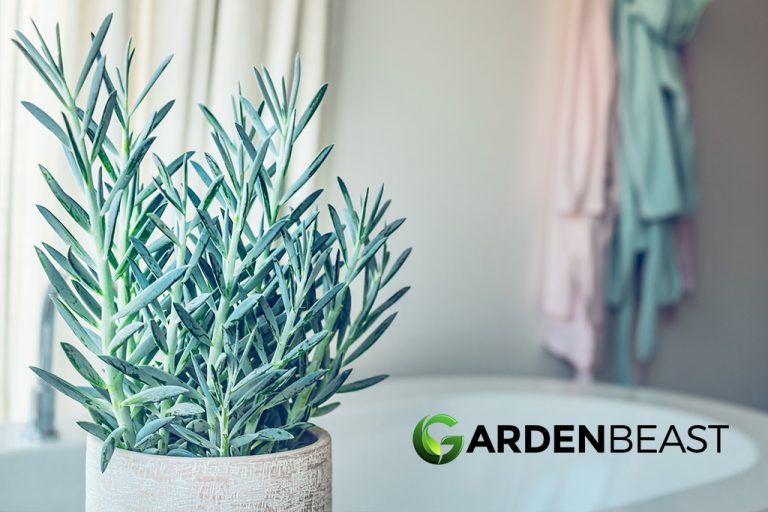 Blue Chalksticks Guide: How to Grow & Care for “Senecio Serpens”