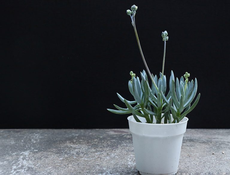 Blue Chalksticks Guide: How to Grow & Care for “Senecio Serpens”