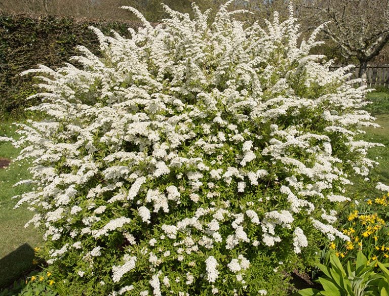 Bridal Wreath Shrub Guide: How to Grow & Care for “Spiraea arguta”