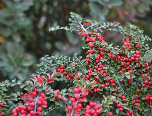 Cotoneaster Guide: How to Grow & Care for These Evergreen Shrubs