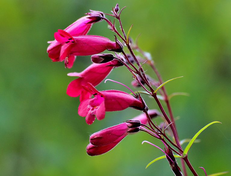 Penstemon Guide: How to Grow & Care for “Beardtongue” Flowers