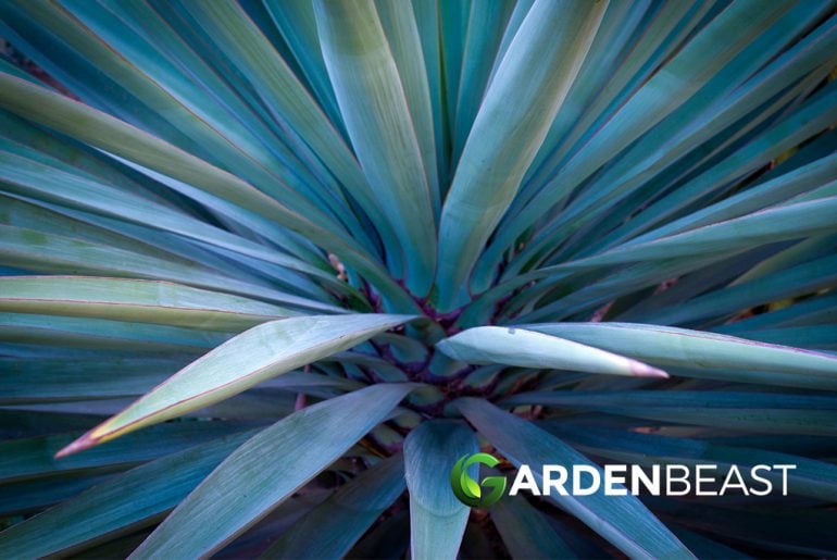 Blue Agave Guide: How to Grow & Care for “Agave Tequilana”