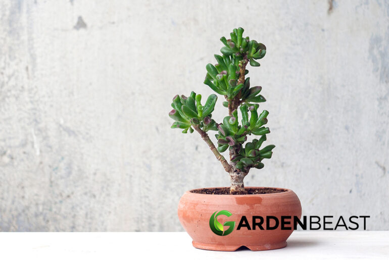 Gollum Jade Guide: How to Grow & Care for Gollum Jade Plants