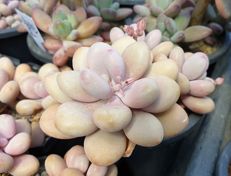 Graptopetalum amethystinum Guide: How to Care for "Lavender Pebbles"