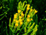 Senecio Barbertonicus Guide: How to Care for “Succulent Bush Senecio”