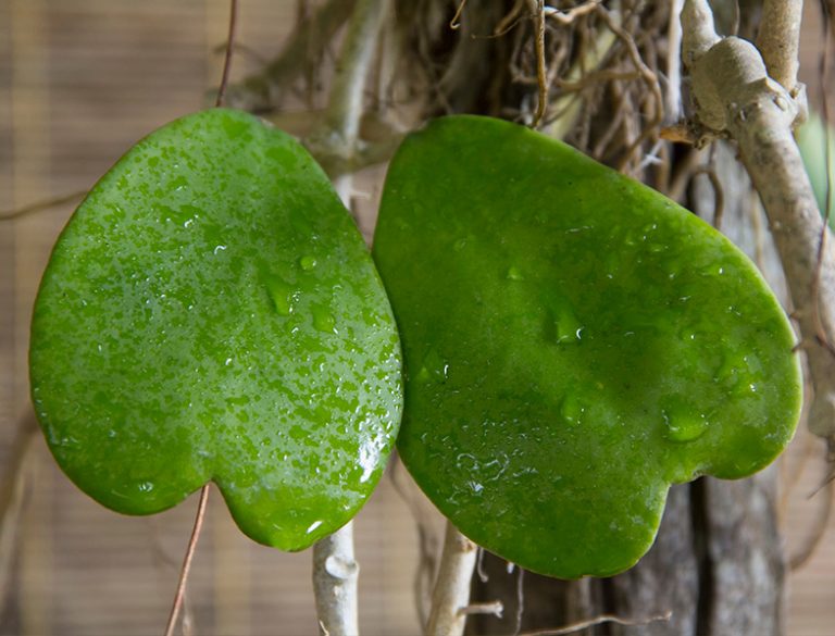 Hoya Kerrii Guide: How to Grow & Care for “Sweetheart Plant”