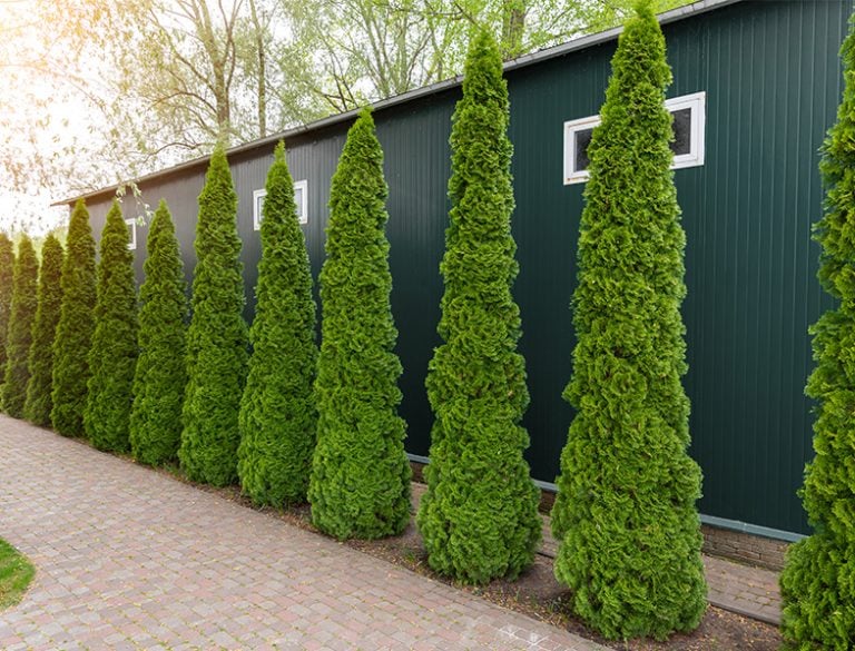Thuja Occidentalis Guide: How to Grow & Care for “Northern White Cedar”