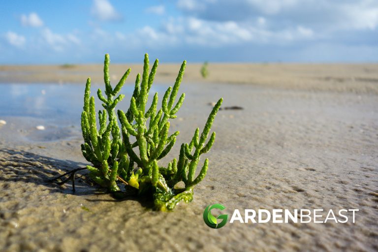 Salicornia Europaea Guide: How to Grow & Care for "Common Glasswort"