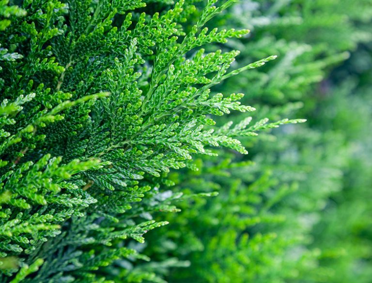 Thuja Occidentalis Guide: How to Grow & Care for “Northern White Cedar”