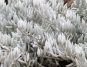 Senecio Haworthii Guide How to Grow & Care for "Cocoon Plant"