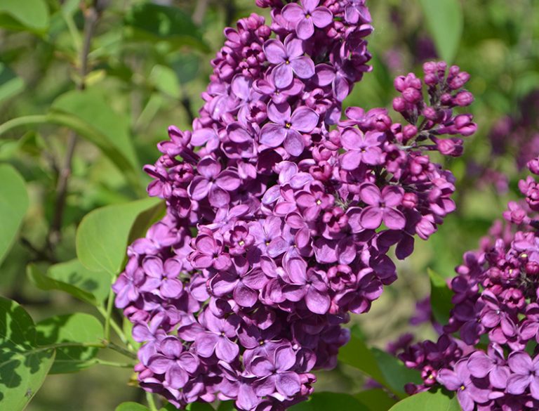 Common Lilac Guide: How to Grow & Care for “Syringa Vulgaris”