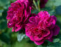 English Rose Guide: How to Grow & Care for "David Austen" Roses