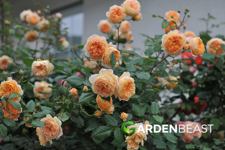 English Rose Guide: How to Grow & Care for 