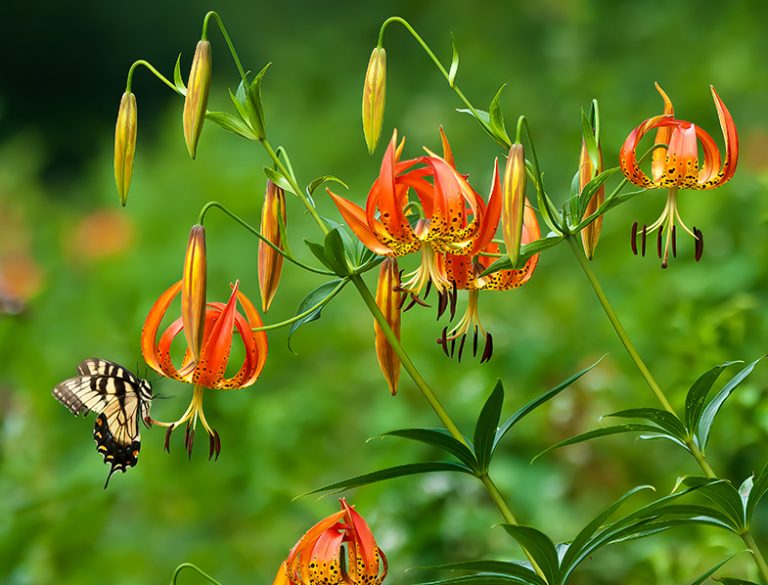 Turk's Cap Lily Guide: How to Grow & Care for “Lilium Superbum”