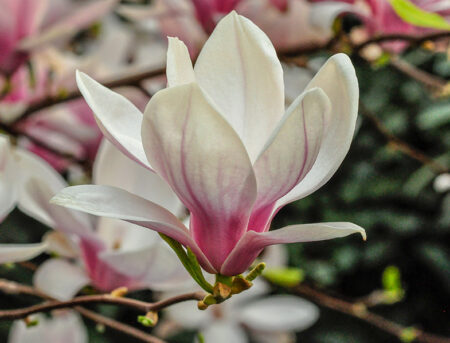 Magnolia LiLiiflora Guide: How to Grow & Care for "Lily Magnolia"