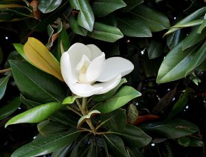 Magnolia Grandiflora Guide: How to Grow & Care for “Southern Magnolia”