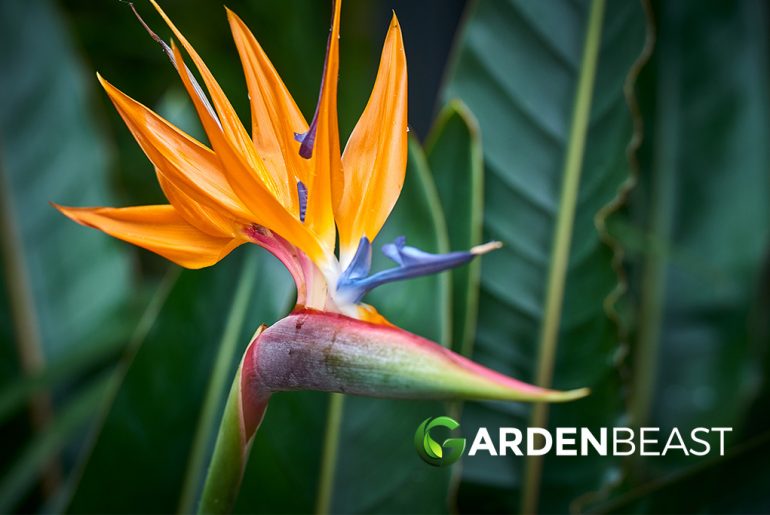 Strelitzia Reginae Guide: How to Care for "Bird of Paradise" Flower