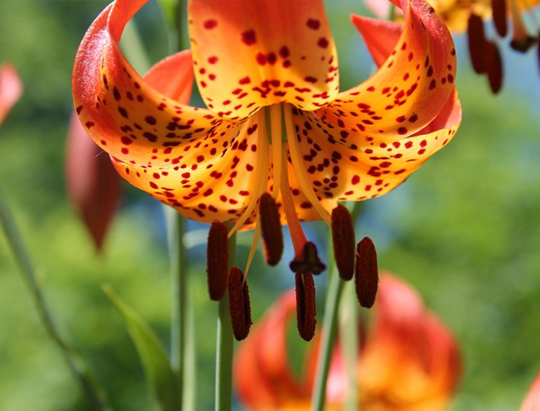 Turk's Cap Lily Guide: How to Grow & Care for “Lilium Superbum”