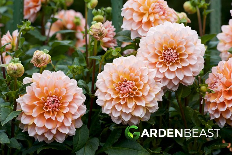 Bulb Flowers 101: Different Types & All You Need to Know to Grow Them