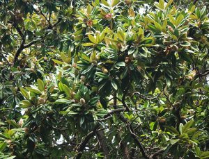 Magnolia Grandiflora Guide: How to Grow & Care for “Southern Magnolia”