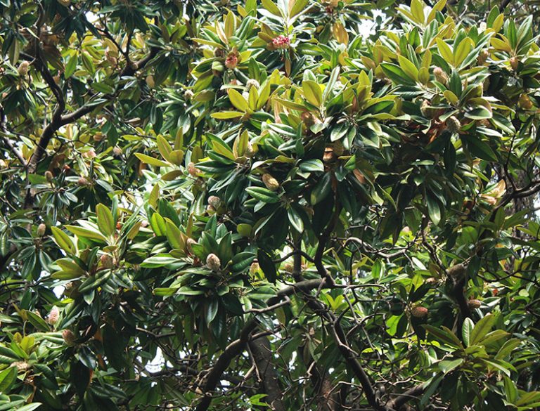 Magnolia Grandiflora Guide: How to Grow & Care for “Southern Magnolia”