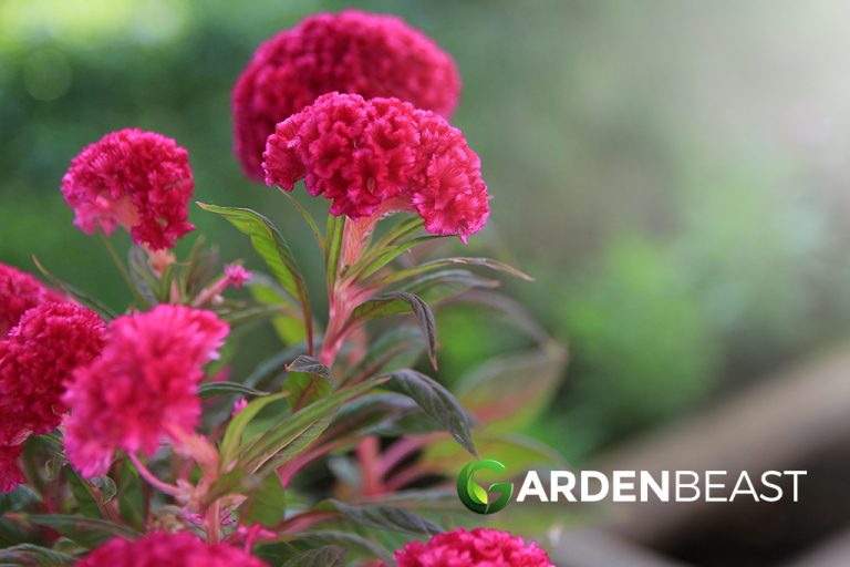 Cockscomb Guide: How to Grow & Care for “Celosia Cristata”