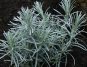 Curry Plant Guide: How to Grow & Care for “Helichrysum Italicum”