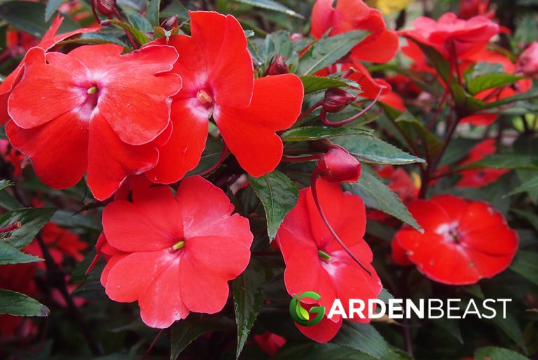 Impatiens Balsamina Guide: How to Grow & Care for “Balsam Flowers”