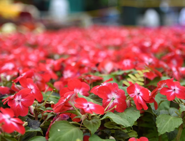 Impatiens Balsamina Guide: How to Grow & Care for “Balsam Flowers”