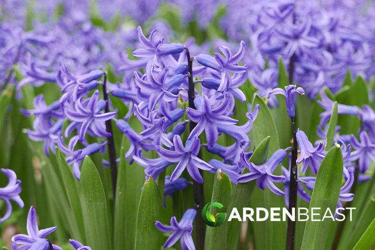 Hyacinth Guide: How to Grow & Care for "Hyacinthus Orientalis"