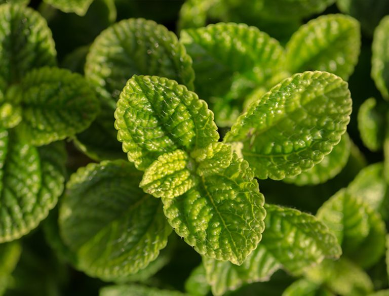 Swedish Ivy Guide: How to Grow & Care for “Plectranthus australis”