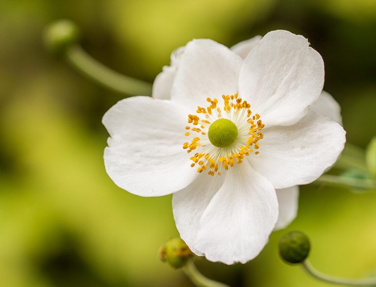 Anemone Guide: How to Grow & Care for “Windflower” Plants