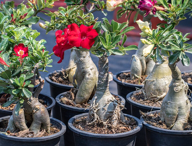 Desert Rose Guide: How to Grow & Care for 