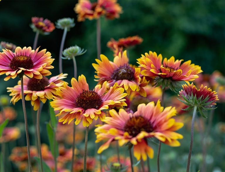 Gaillardia Guide: How to Grow & Care for “Blanket Flowers”