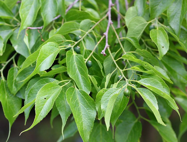Hackberry Tree Guide: How to Grow & Care for “Celtis Occidentalis”