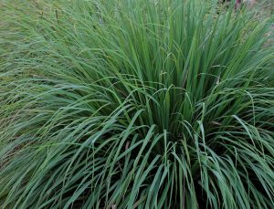 Lemongrass Guide: How to Grow & Care for “Cymbopogon Citratus”