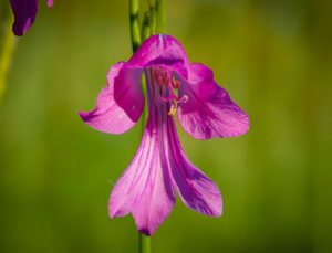 Sword Lily Guide: How to Grow & Care for "Gladiolus Palustris"