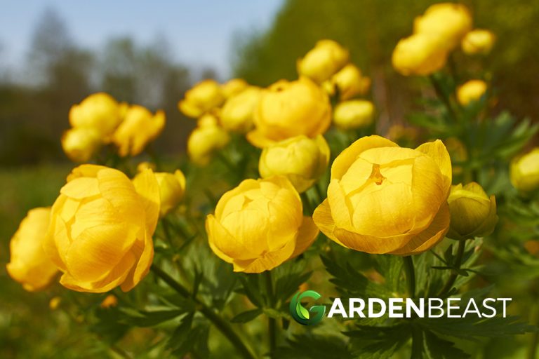What Is a Bog Garden and How to Create One? Here's All You Need To Know