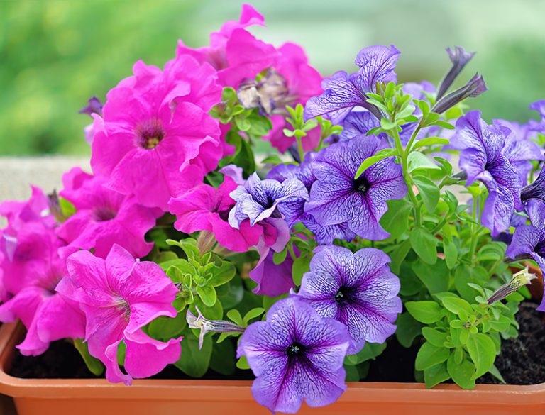Petunia Guide: How to Grow & Care for These Flowers