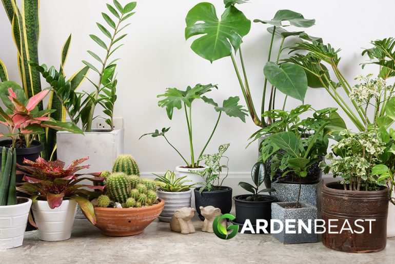 How to Get Cheap (or Free) Plants: Here's our Complete Guide