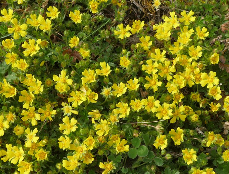Potentilla Guide: How to Grow & Care for “Shrubby Cinquefoil”