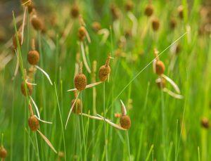Dwarf Cattail Guide: How to Grow & Care for “Typha Minima”