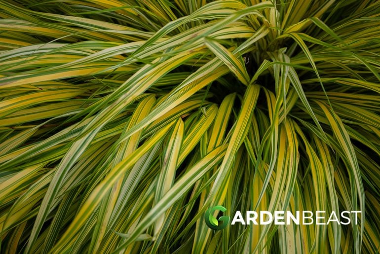 What Is a Japanese Garden? Key Features, Plants, and More
